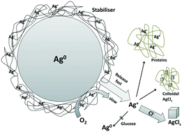 Predictability of silver nanoparticle speciation and toxicity in ...