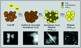 Sulfidation kinetics of copper oxide nanoparticles - Environmental ...