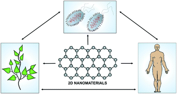 Environmental impact and potential health risks of 2D nanomaterials ...