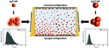 Nanoparticle Agglomeration