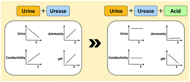 Characterization of urea hydrolysis in fresh human urine and inhibition ...