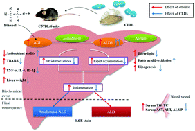 Ameliorative effects of pepsin-digested chicken liver hydrolysates on ...