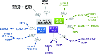 Effects of omega-3 fatty acid supplementation on the pattern of ...