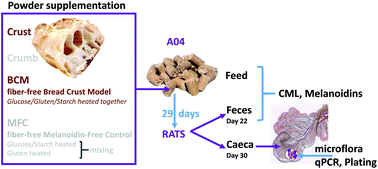 Fecal excretion of Maillard reaction products and the gut microbiota ...