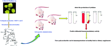 Structural characterization of two endopolysaccharides from Phellinus ...