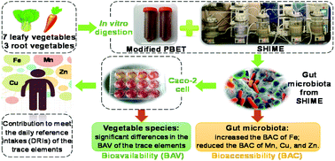 Estimation of the bioaccessibility and bioavailability of Fe, Mn, Cu ...