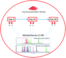 Metabolic fate of strawberry polyphenols after chronic intake in ...