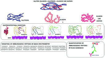 Gluten Protein Structure