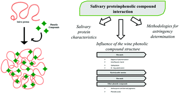 Interactions between wine phenolic compounds and human saliva in ...