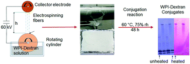 The impact of the molecular weight of dextran on formation of whey ...