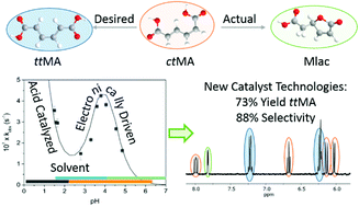 cis,cis-Muconic acid isomerization and catalytic conversion to biobased ...