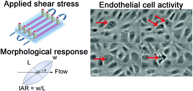 Real-time quantification of endothelial response to shear stress and ...
