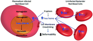 Microfluidic analysis of red blood cell deformability as a means to ...
