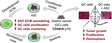 CD44v6 increases gastric cancer malignant phenotype by modulating ...