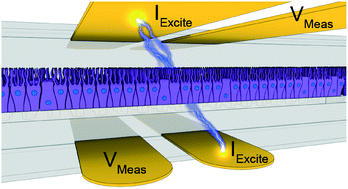 Organs-on-chips with integrated electrodes for trans-epithelial ...