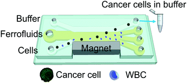 Biocompatible and label-free separation of cancer cells from cell ...