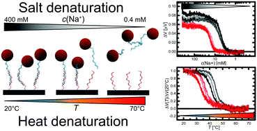 Two-dimensional salt and temperature DNA denaturation analysis using a ...