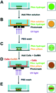 Skeletal muscle-on-a-chip: an in vitro model to evaluate tissue ...