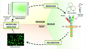 Cell-free extract based optimization of biomolecular circuits with ...