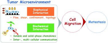 Cell migration in microengineered tumor environments - Lab on a Chip ...