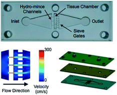 Microfluidic device for rapid digestion of tissues into cellular ...