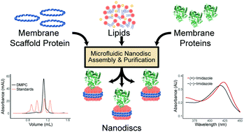Microfluidic platform for efficient Nanodisc assembly, membrane protein ...