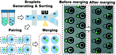 Deterministic droplet-based co-encapsulation and pairing of microparticles via active sorting ...