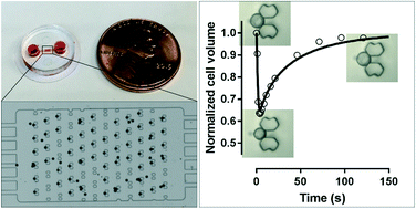 A highly-occupied, single-cell trapping microarray for determination of ...