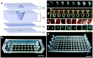 Multi-size spheroid formation using microfluidic funnels - Lab on a Chip (RSC Publishing)