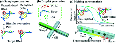DNA methylation assay using droplet-based DNA melting curve analysis ...