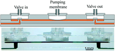 Pressure-actuated monolithic acrylic microfluidic valves and pumps ...
