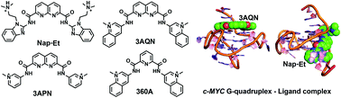 Ligand-induced conformational preorganization of loops of c-MYC G ...