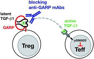 Role of GARP in the activation of latent TGF-β1 - Molecular BioSystems ...