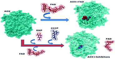 Modeling of alcohol oxidase enzyme of Candida boidinii and in silico ...