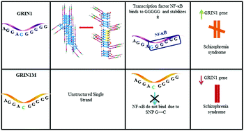 Structural switch from a multistranded G-quadruplex to single strands ...