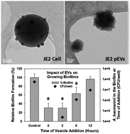 Staphylococcus aureus extracellular vesicles (EVs): surface-binding ...
