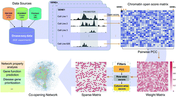 Gene co-opening network deciphers gene functional relationships ...