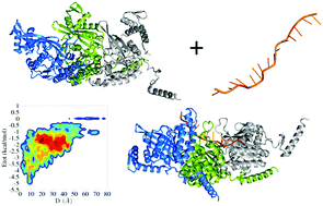 Mechanism of the formation of the RecA–ssDNA nucleoprotein filament ...
