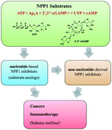 Nucleotide pyrophosphatase/phosphodiesterase 1 (NPP1) and its ...