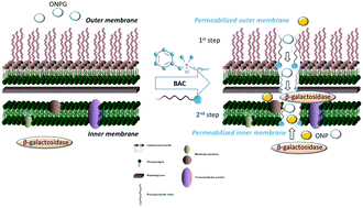 Adaptation of a bacterial membrane permeabilization assay for ...
