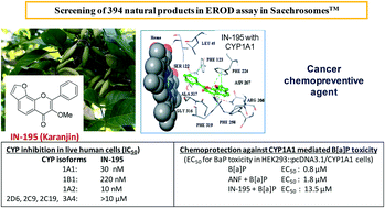 Identification of karanjin isolated from the Indian beech tree as a ...