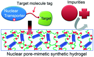 Selective biomolecular separation system inspired by the nuclear pore ...