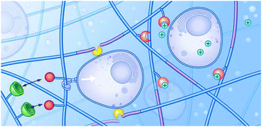 Hydrogels that listen to cells: a review of cell-responsive strategies ...