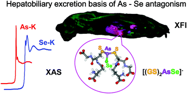 Selenium-mediated arsenic excretion in mammals: a synchrotron-based ...