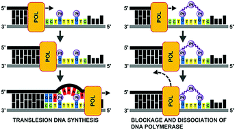 Translesion DNA synthesis across double-base lesions derived from cross ...