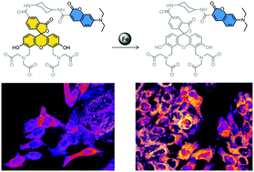A ratiometric iron probe enables investigation of iron distribution ...
