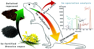 Metabolic transformation and urinary excretion of selenium (Se) in rats ...