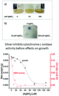 Exposure of Bacillus subtilis to silver inhibits activity of cytochrome ...