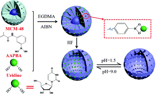 Boronate-affinity hollow molecularly imprinted polymers for the ...