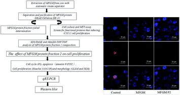 Separation and purification of the bovine milk fat globule membrane ...